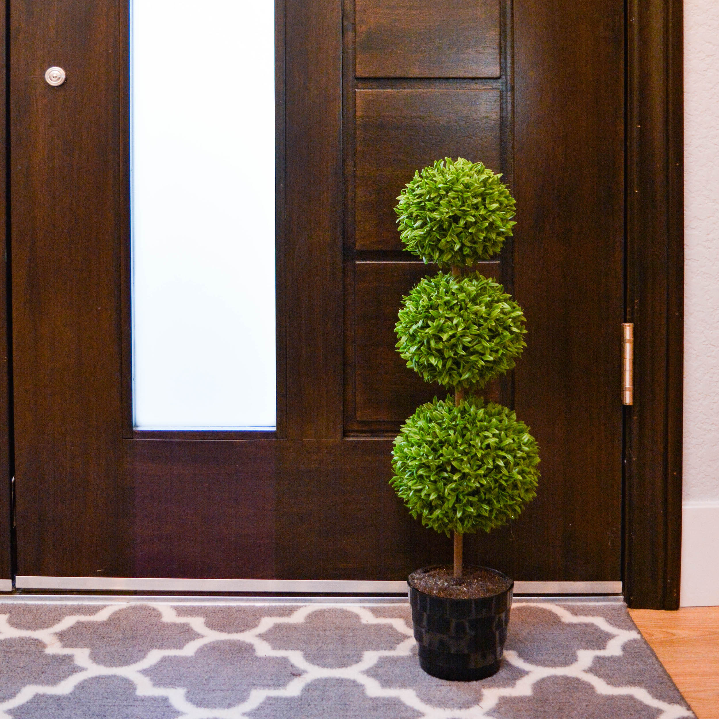 Box Wood Tree – Admired By Nature